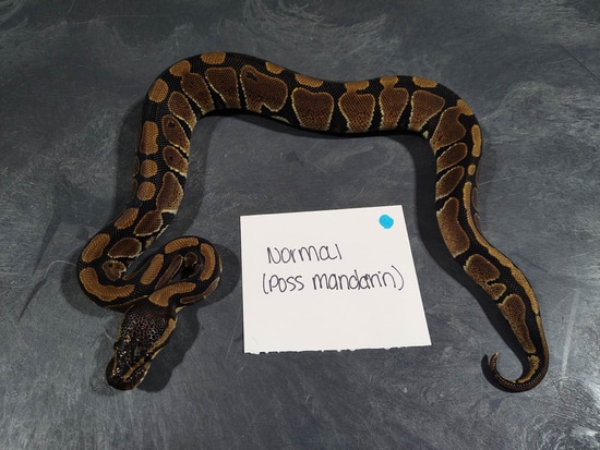 NR Mandarin Ball Python by Hall's Balls & Exotics