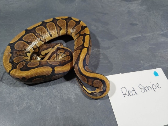 Red Stripe Ball Python by Hall's Balls & Exotics