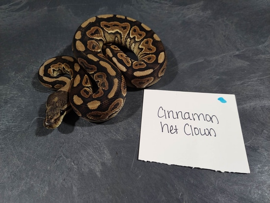 Cinnamon Het Clown Ball Python by Hall's Balls & Exotics
