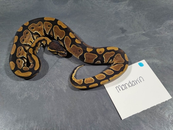 NR Mandarin Ball Python by Hall's Balls & Exotics