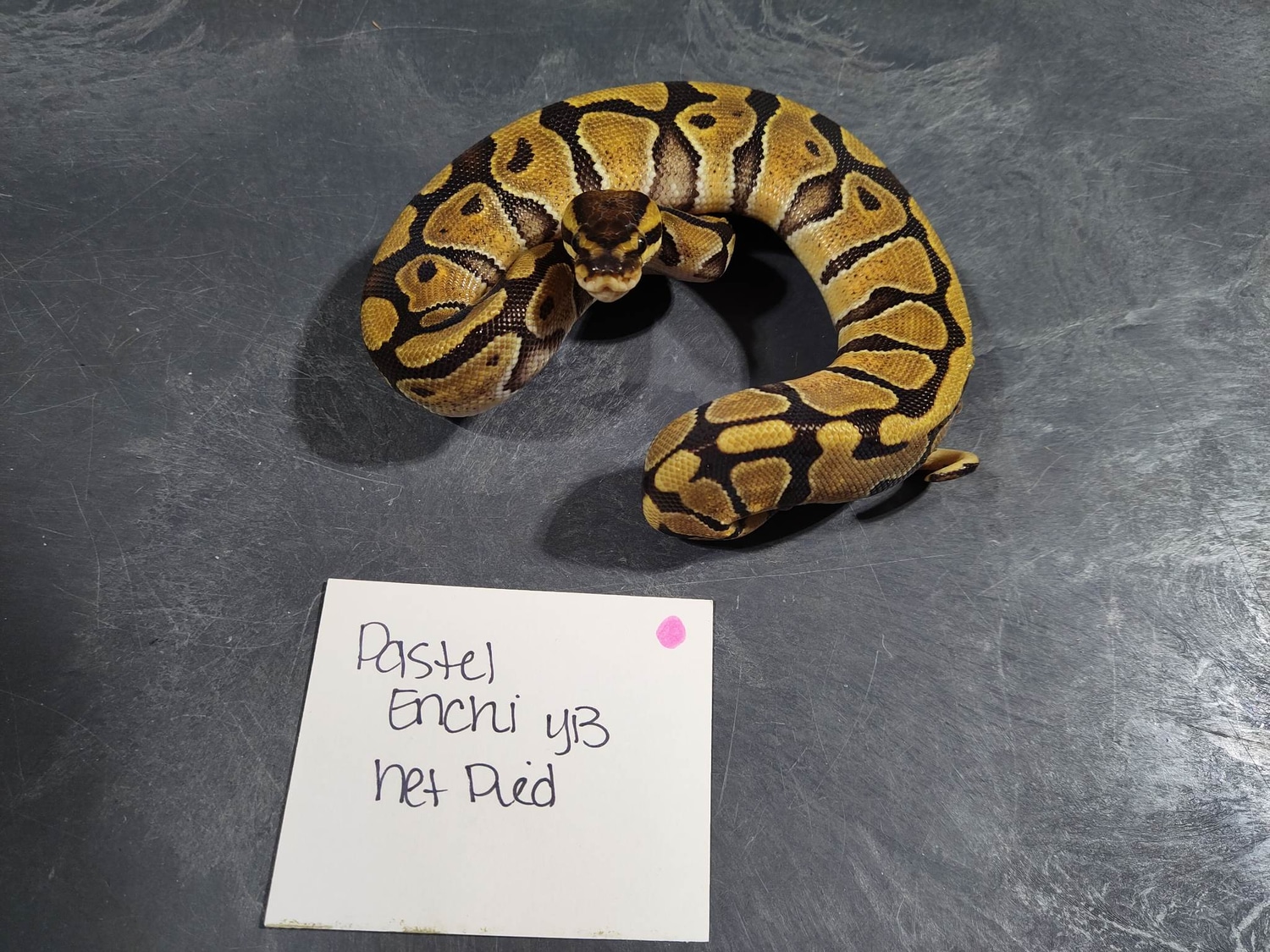 Pastel Enchi Yellow Belly Het Pied Ball Python by Hall's Balls & Exotics - MorphMarket