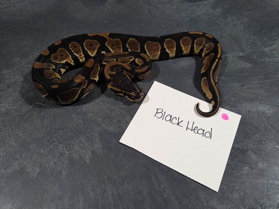 Black Head Ball Python by Hall's Balls & Exotics