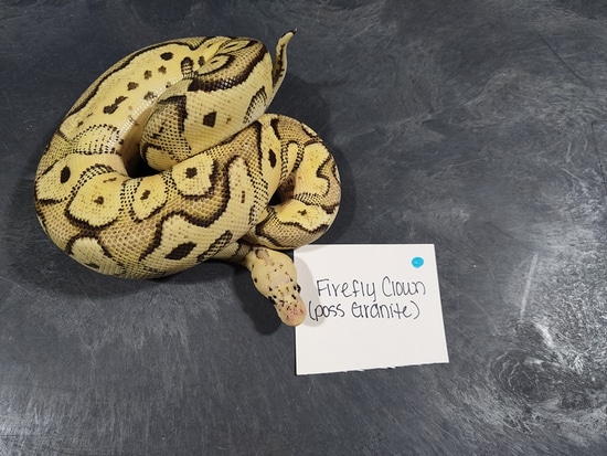 Firefly Clown Ball Python by Hall's Balls & Exotics