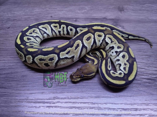 Bongo Het Clown Ball Python by Hall's Balls & Exotics
