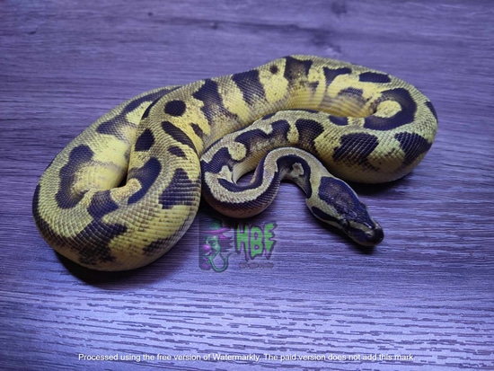 Pastel Enchi Pied Ball Python by Hall's Balls & Exotics