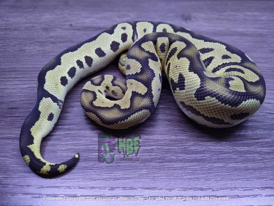 Fire Clown Ball Python by Hall's Balls & Exotics