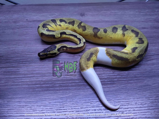 Pastel Enchi Pied Ball Python by Hall's Balls & Exotics