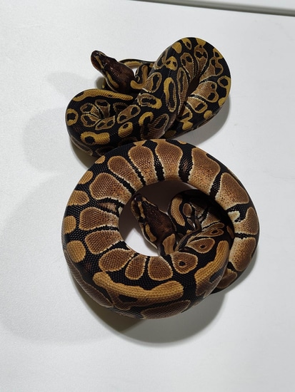 NR Mandarin Ball Python by Hall's Balls & Exotics