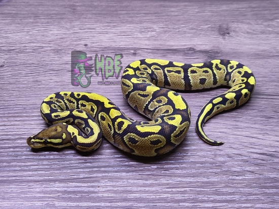 Fire Mocha Ball Python by Hall's Balls & Exotics