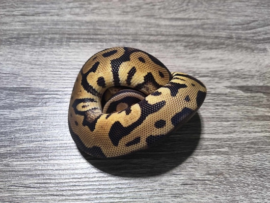 Pastel Leopard Ball Python by Hall's Balls & Exotics