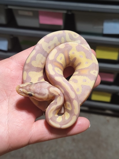 Pastel Banana GeneX Het Pied Ball Python by Hall's Balls & Exotics