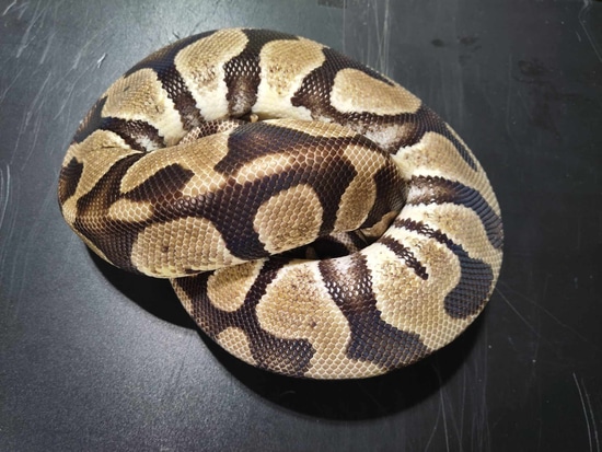 Pastel Banded Het Albino Ball Python by Hall's Balls & Exotics