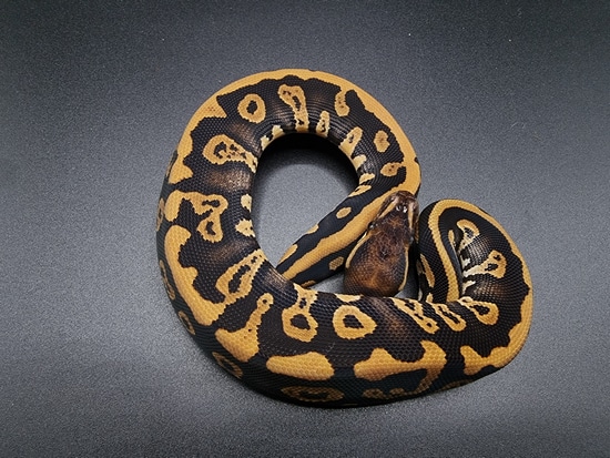 Phantom Confusion Ball Python by Hamiball Pythons