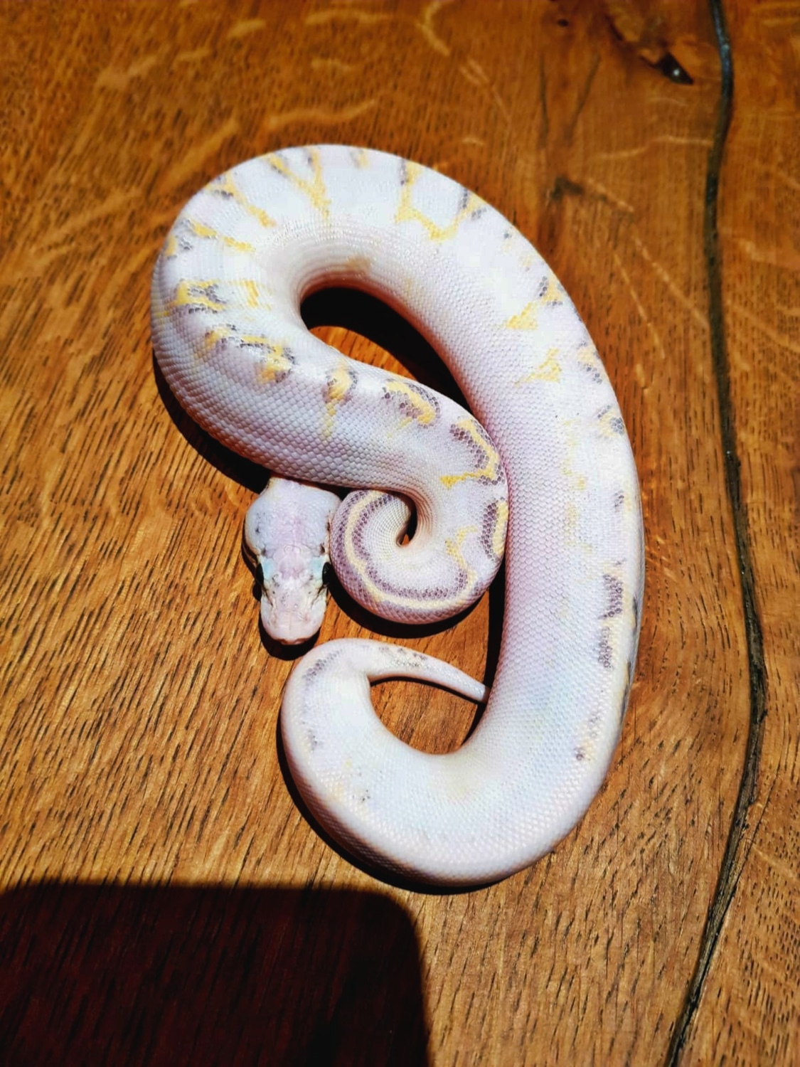 Super Pastel Highway Ball Python by Hamm_productions - MorphMarket