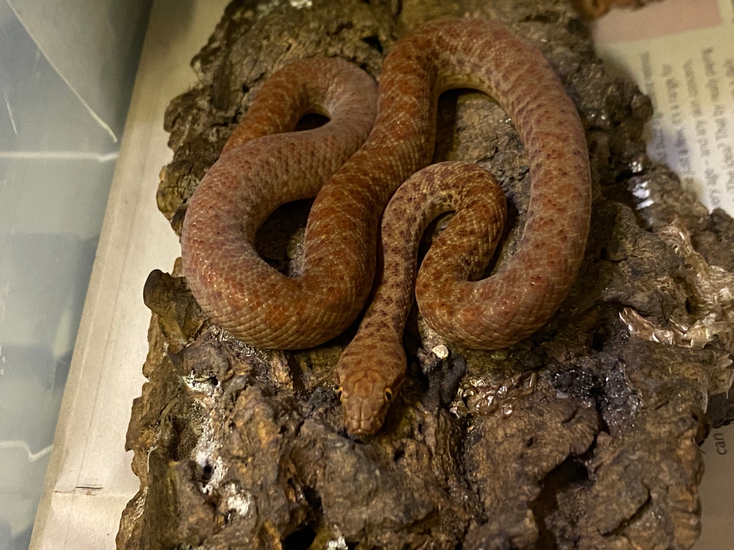 Pygmy Python By Quality Pythons Morphmarket