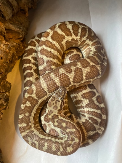 Pair Wheatbelt Stimsons Pythons. More Python by Quality Pythons