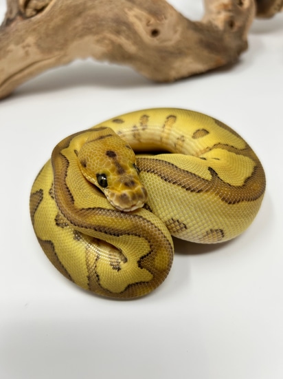 Butter Leopard Clown Ball Python by Quality Pythons