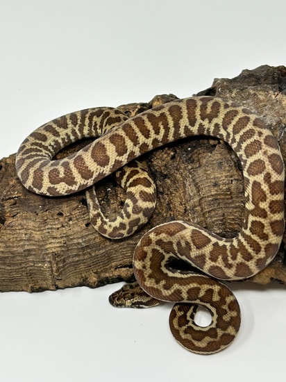 Wheatbelt Stimsons Python PAIR Stimson's Python by Quality Pythons