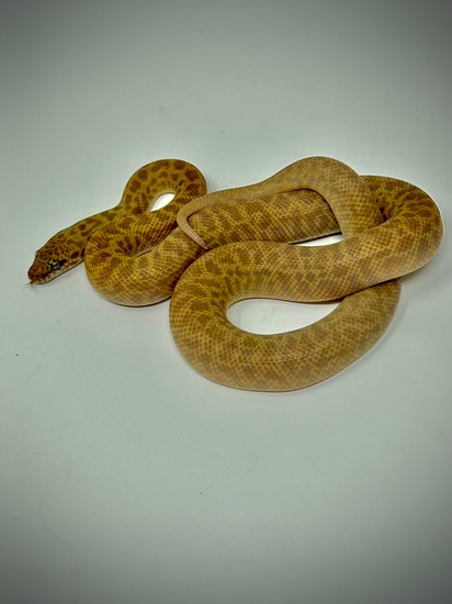 T+Albino Children's Children's Python by Quality Pythons