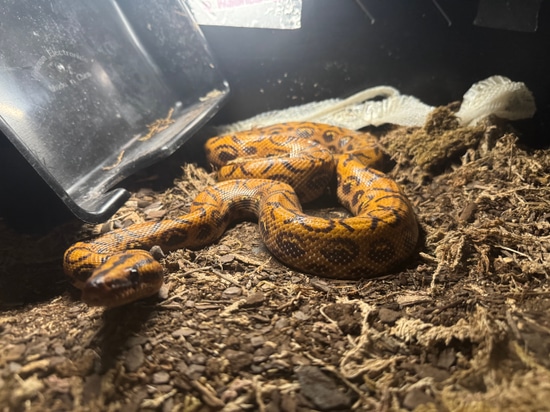 Peruvian Rainbow Boa Brazilian Rainbow Boa by Tim’s Rainboa Reflections