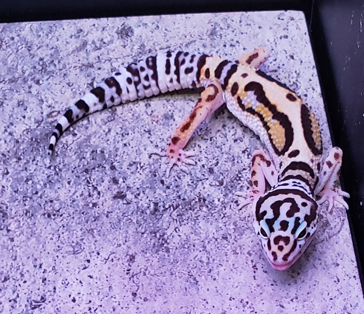 Bold 100 Percent Het Bell Albino Leopard Gecko by Handcrafted Herps ...