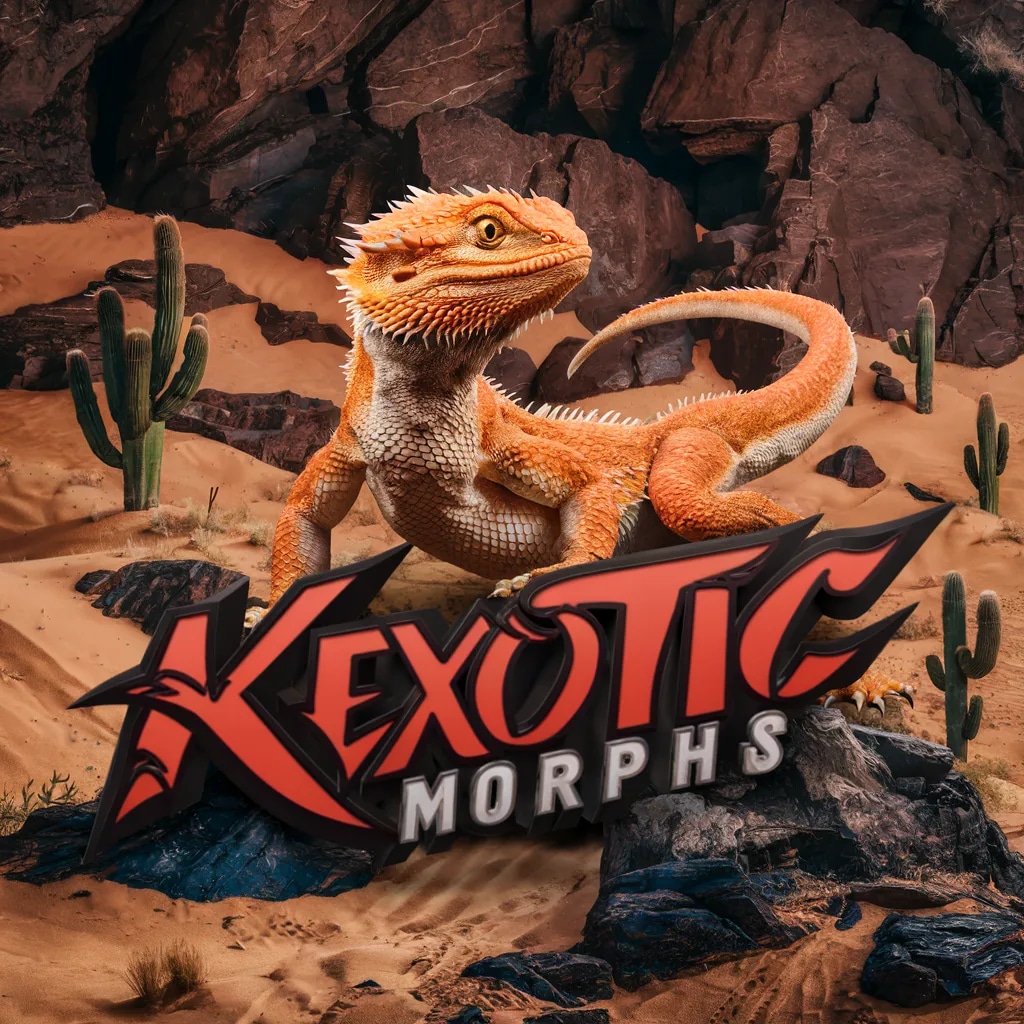 K Exotic Morphs's Collection - MorphMarket