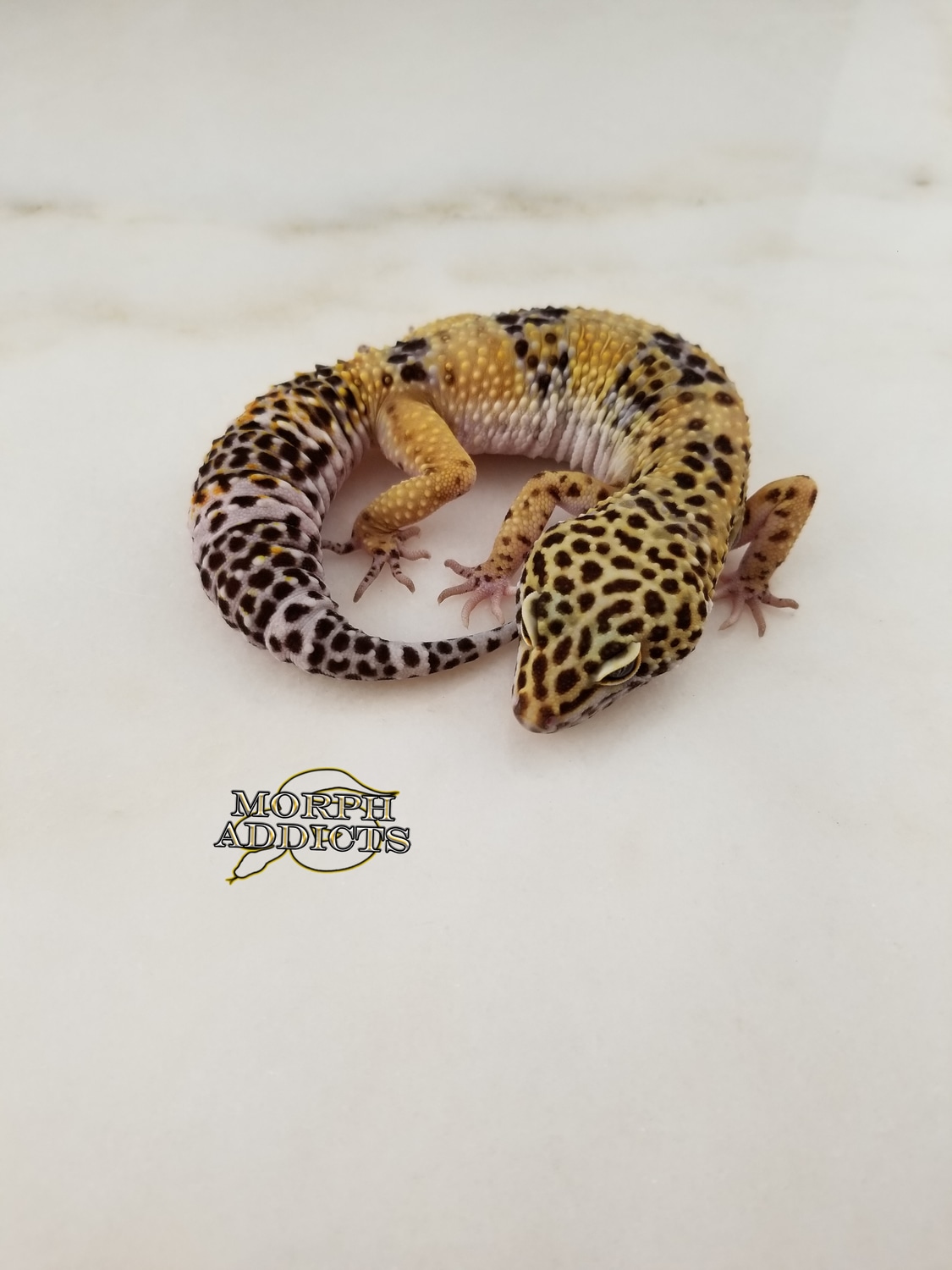 Emerine Het Tremper Albino Leopard Gecko by Morph Addicts - MorphMarket