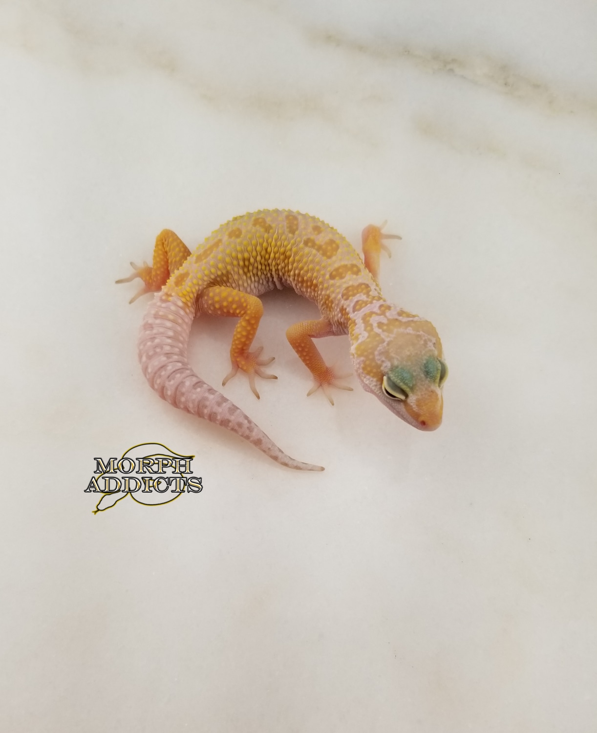 Tremper Albino Murphy Patternless Leopard Gecko by Morph Addicts ...