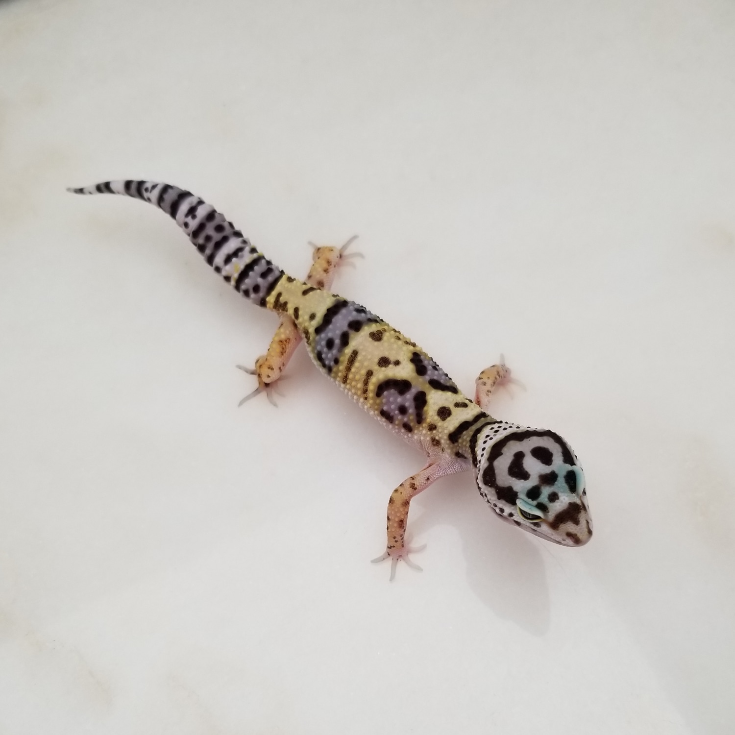 Bold Bandit Leopard Gecko by Morph Addicts - MorphMarket