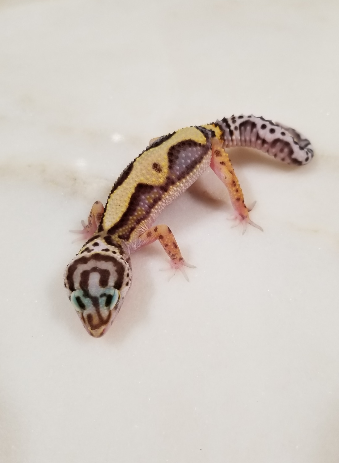 Bold Bandit Leopard Gecko by Morph Addicts - MorphMarket