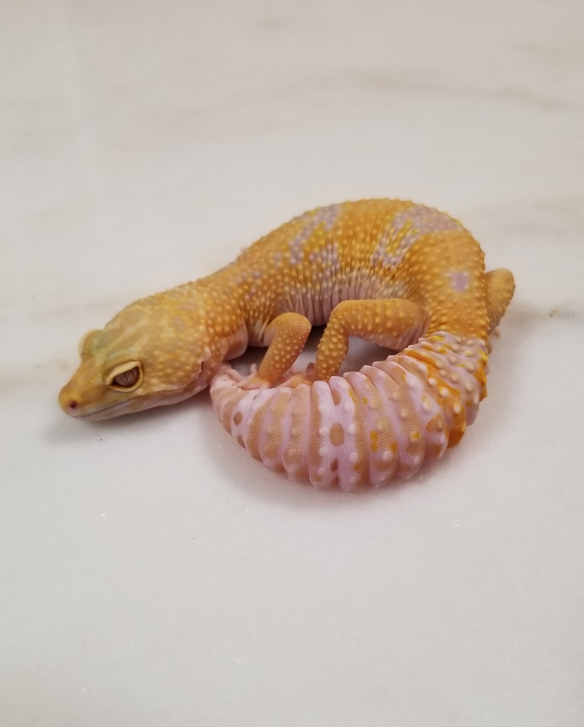Tremper Albino Leopard Gecko by Morph Addicts - MorphMarket