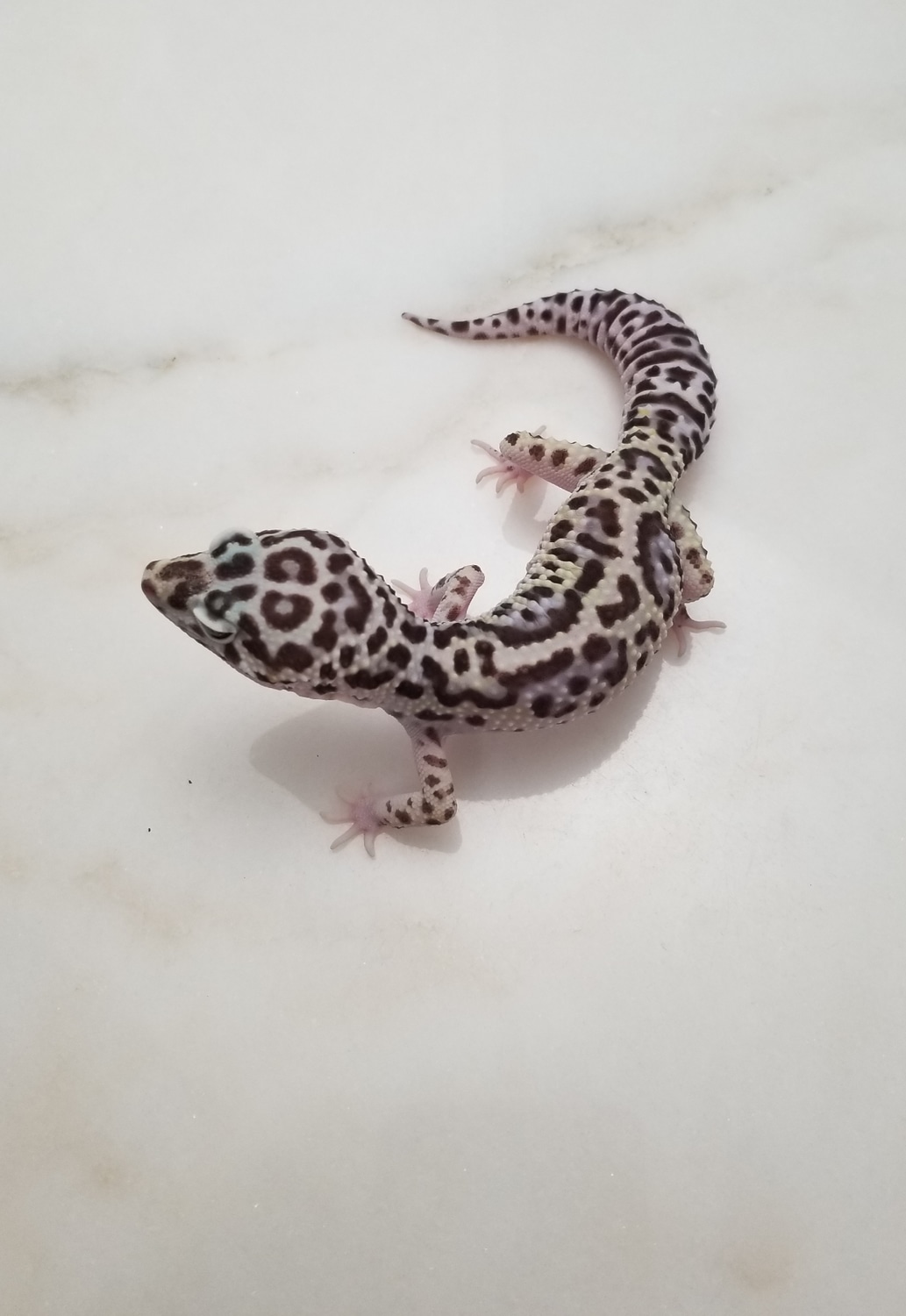 Bold Bandit Leopard Gecko by Morph Addicts - MorphMarket