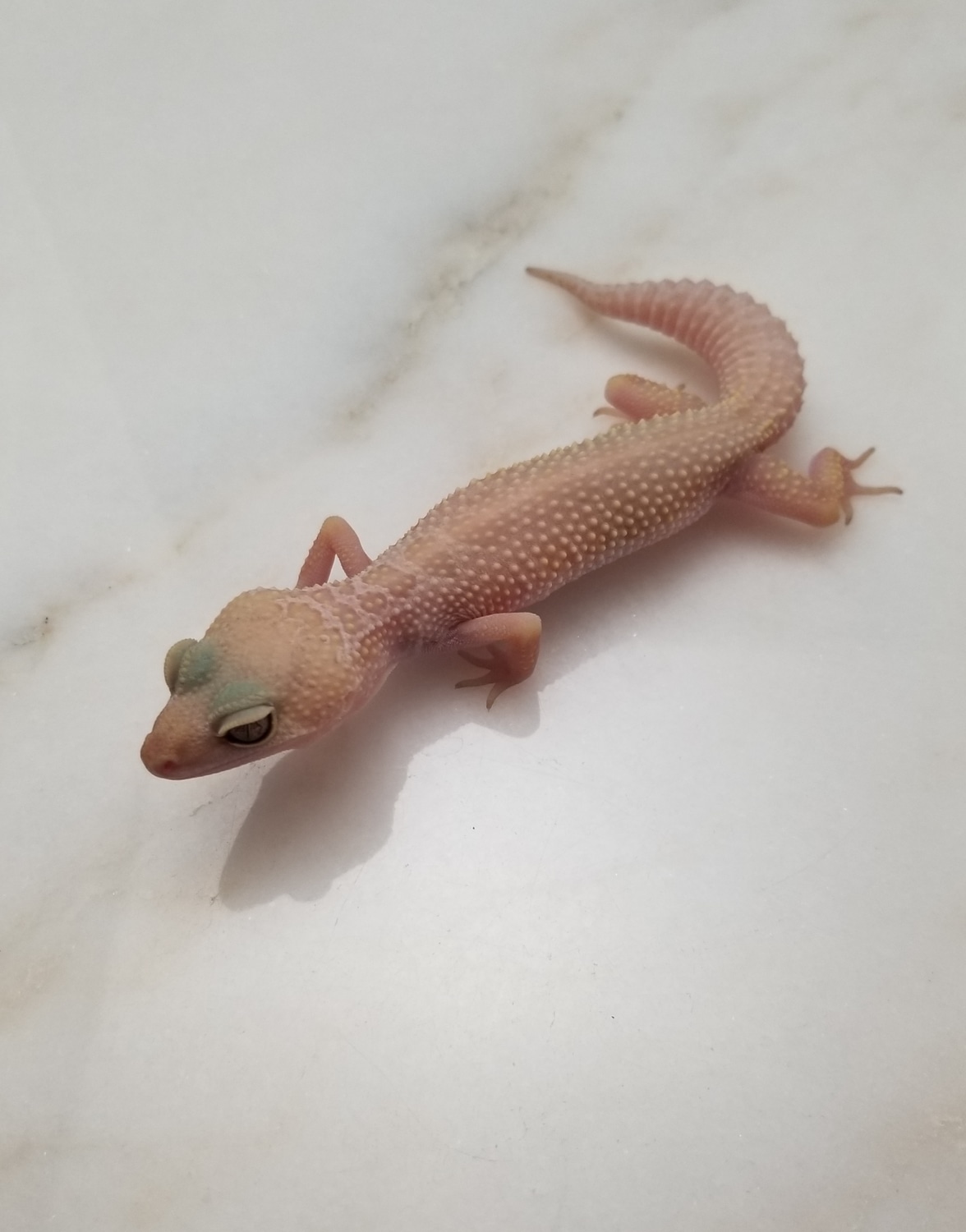 Murphy Patternless Tremper Albino Leopard Gecko by Morph Addicts ...