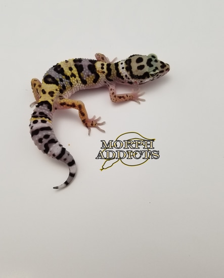 Bold Bandit Het Raptor Leopard Gecko by Morph Addicts