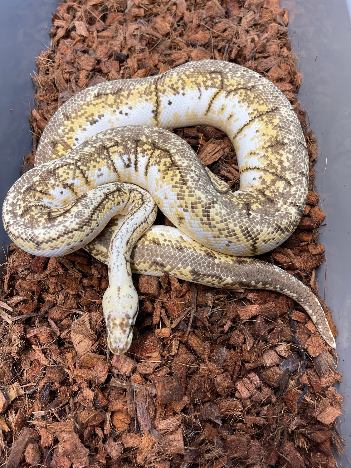 Spinnerblast Ball Python by Morph Addicts - MorphMarket
