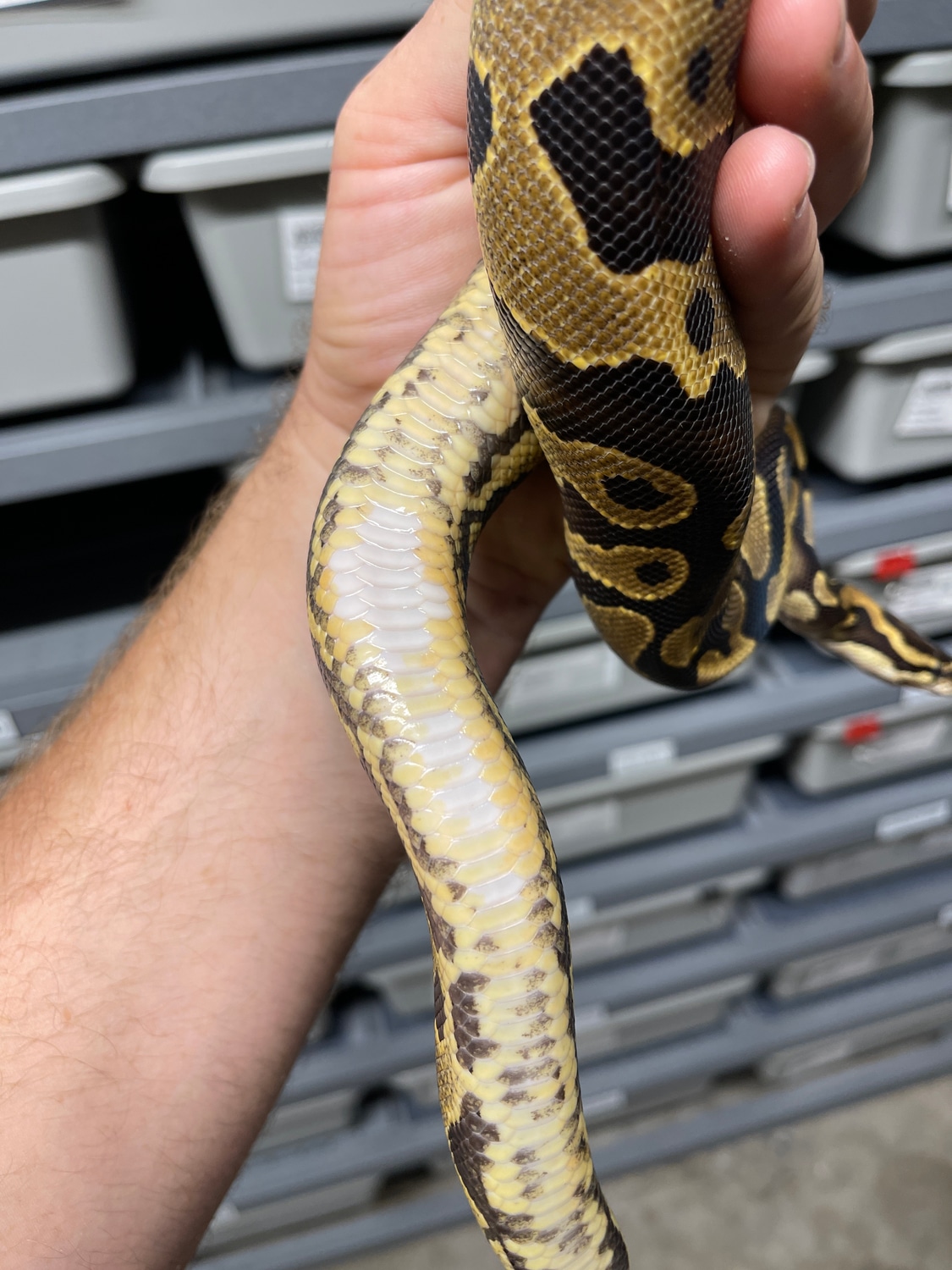 Yellow Belly Dh Clown Pied Ball Python by Morph Addicts - MorphMarket