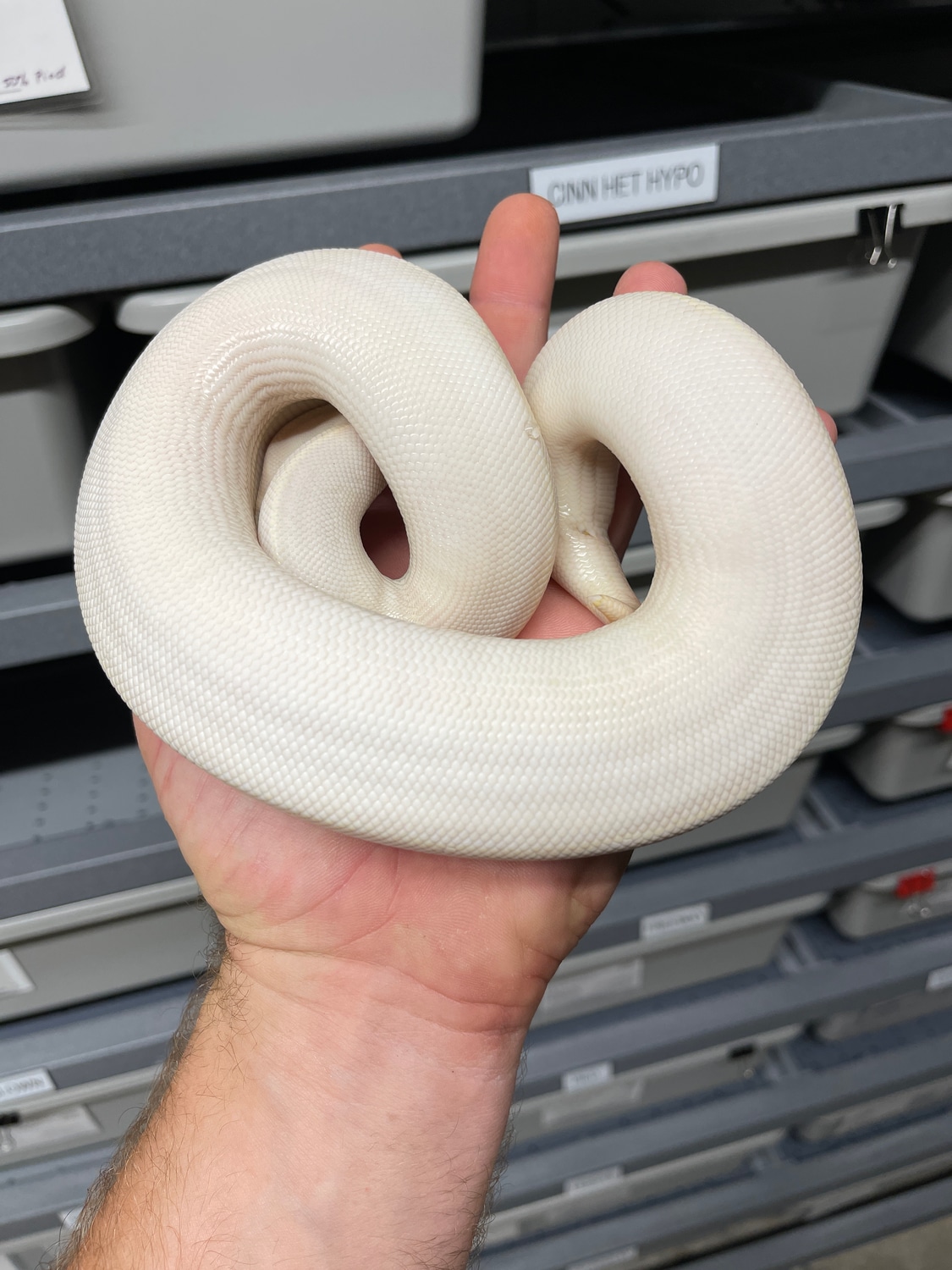 Ivory Het Clown 50% Het Pied Ball Python by Morph Addicts - MorphMarket