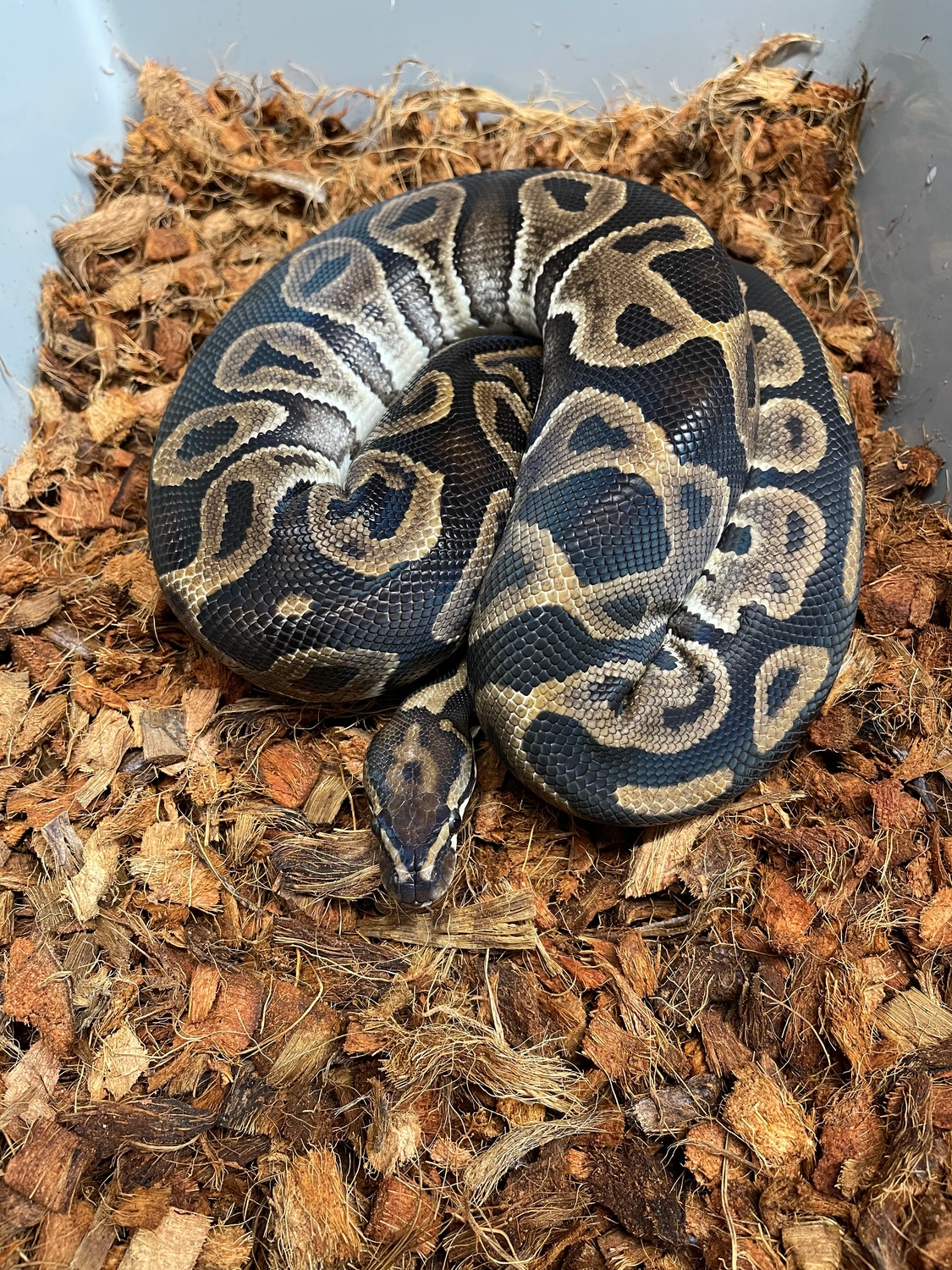 Leopard Ball Python by Morph Addicts - MorphMarket