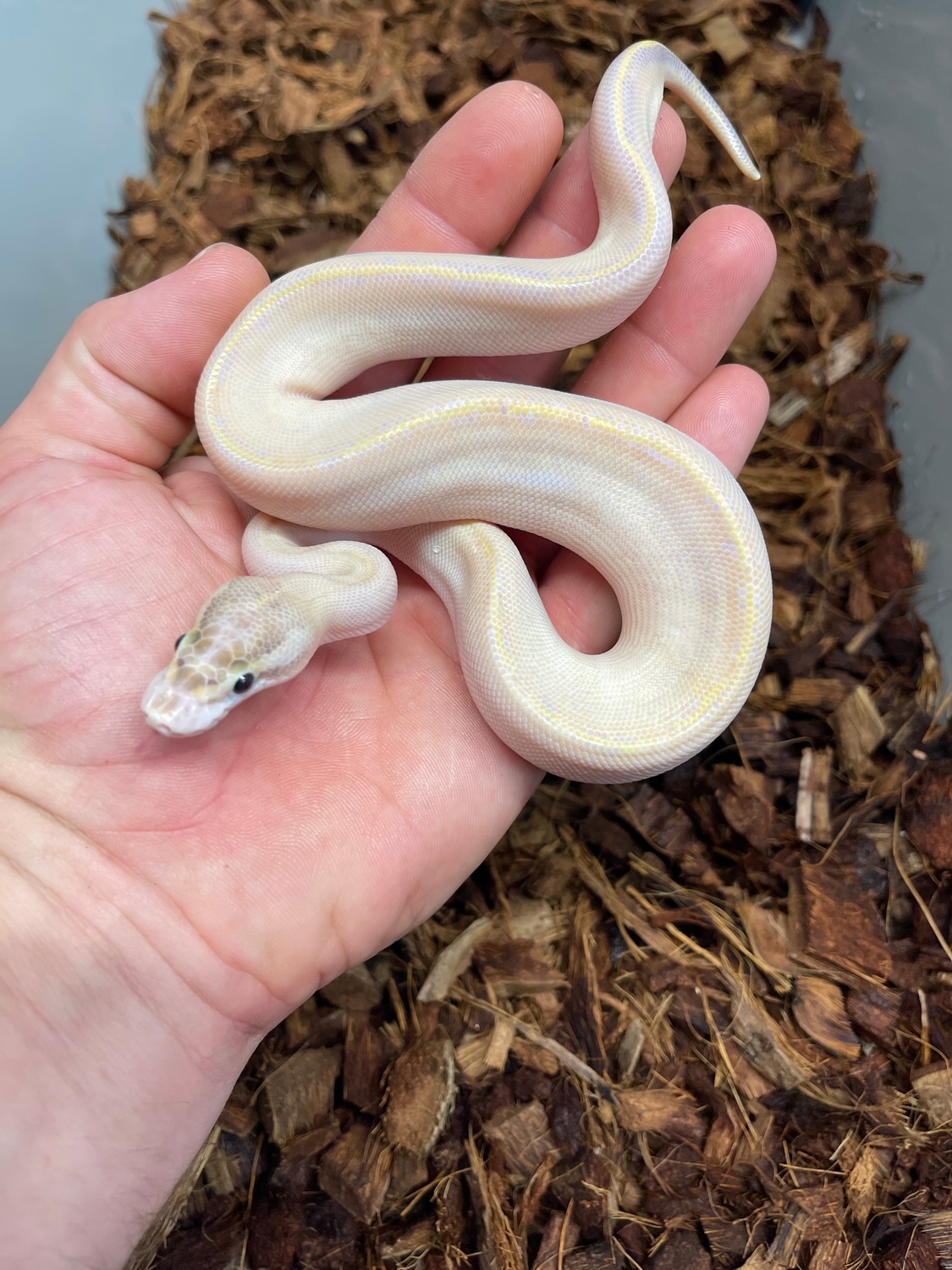 Ivory Ball Python by Morph Addicts - MorphMarket