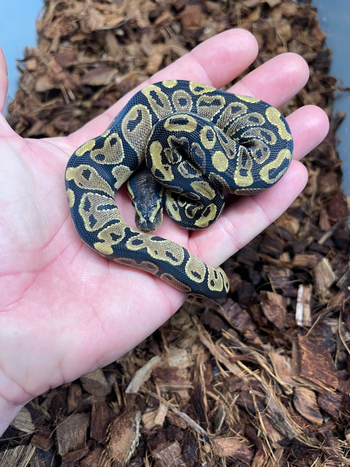 Asphalt Yb Ball Python By Morph Addicts Morphmarket