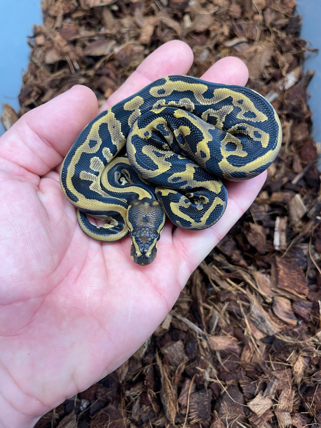 Leopard Het Pied 50% Het Hypo Ball Python by Morph Addicts - MorphMarket