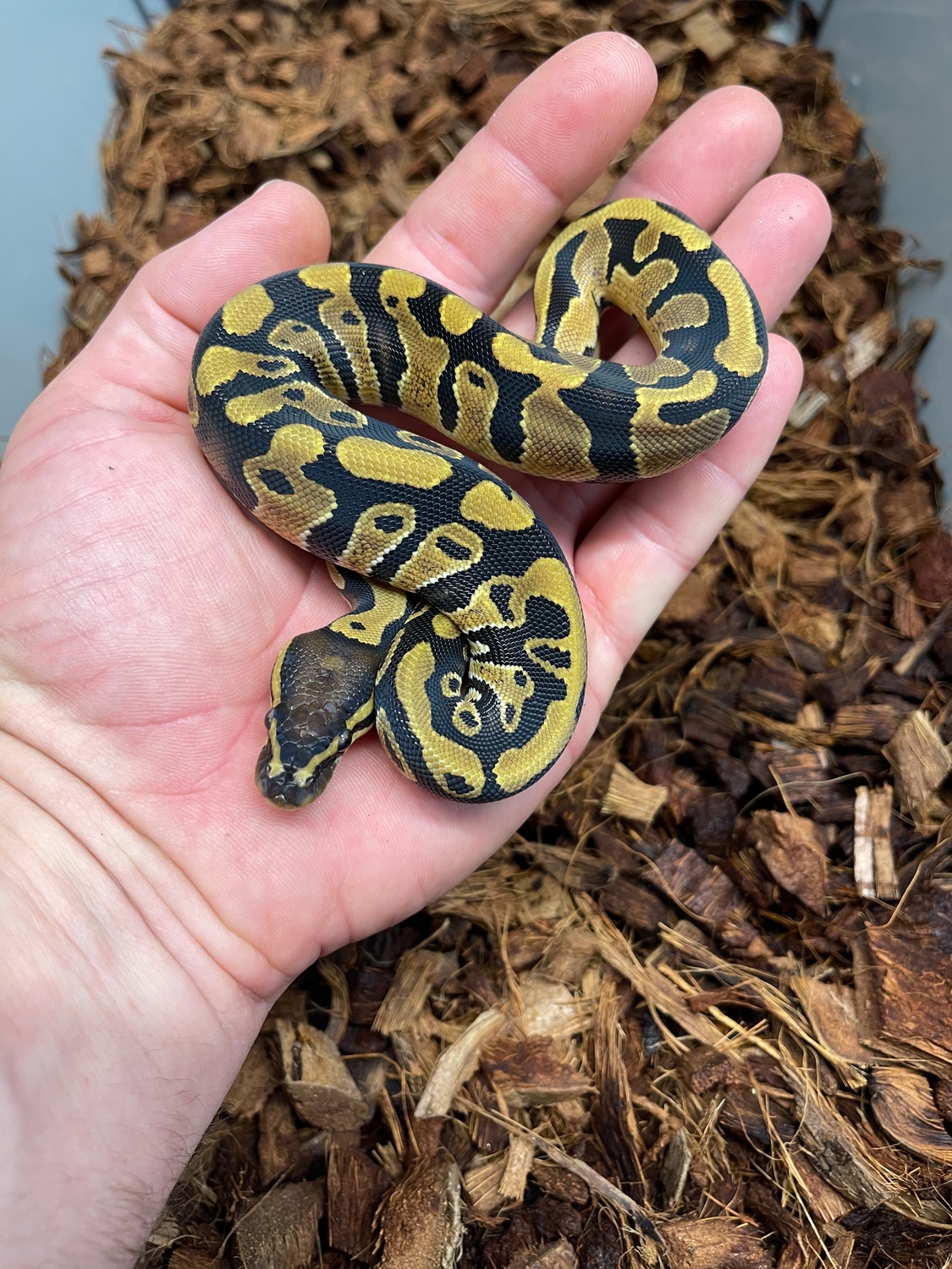 Normal Het Clown 66% Het Pied Ball Python by Morph Addicts - MorphMarket
