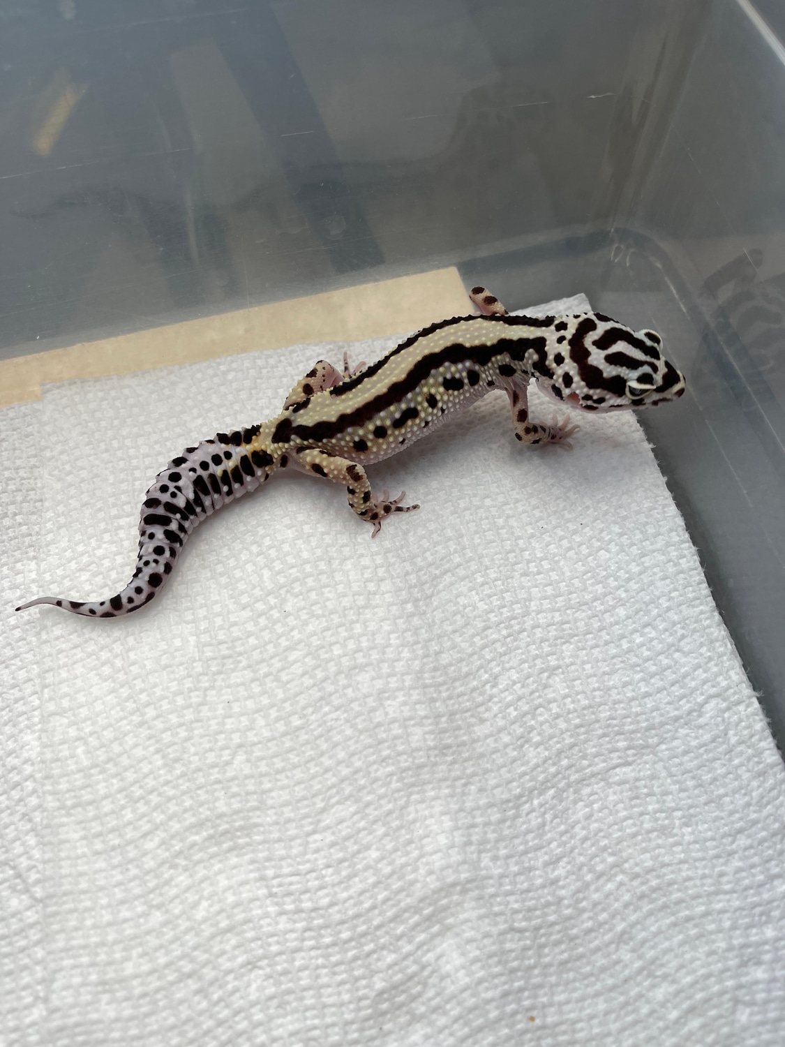 Bold Bandit Leopard Gecko by Morph Addicts - MorphMarket