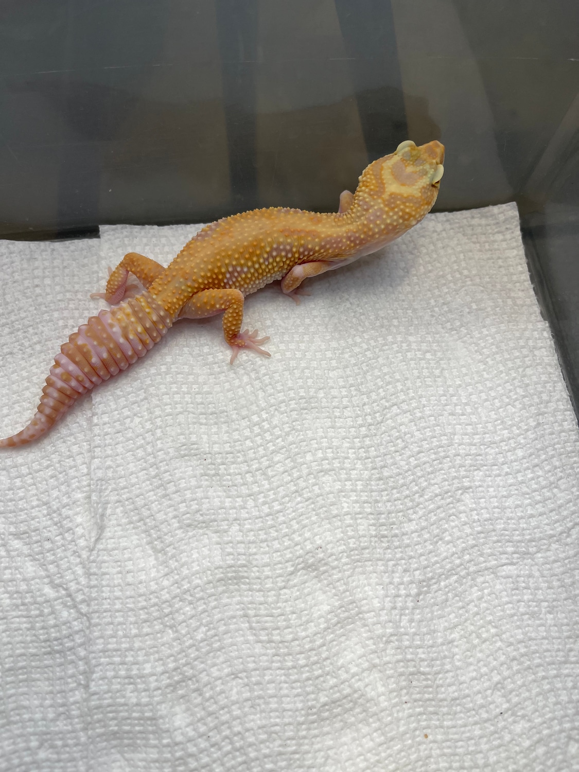 Raptor Leopard Gecko by Morph Addicts - MorphMarket