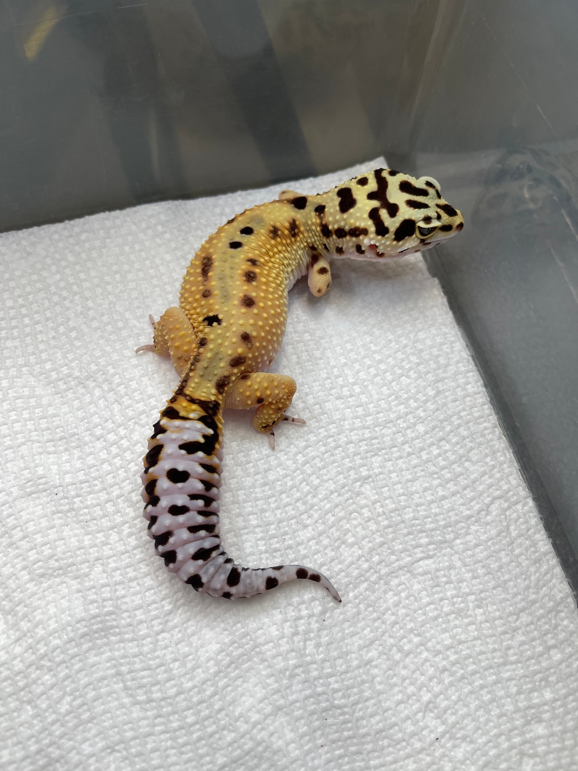 Bold Stripe Het Raptor Leopard Gecko by Morph Addicts - MorphMarket