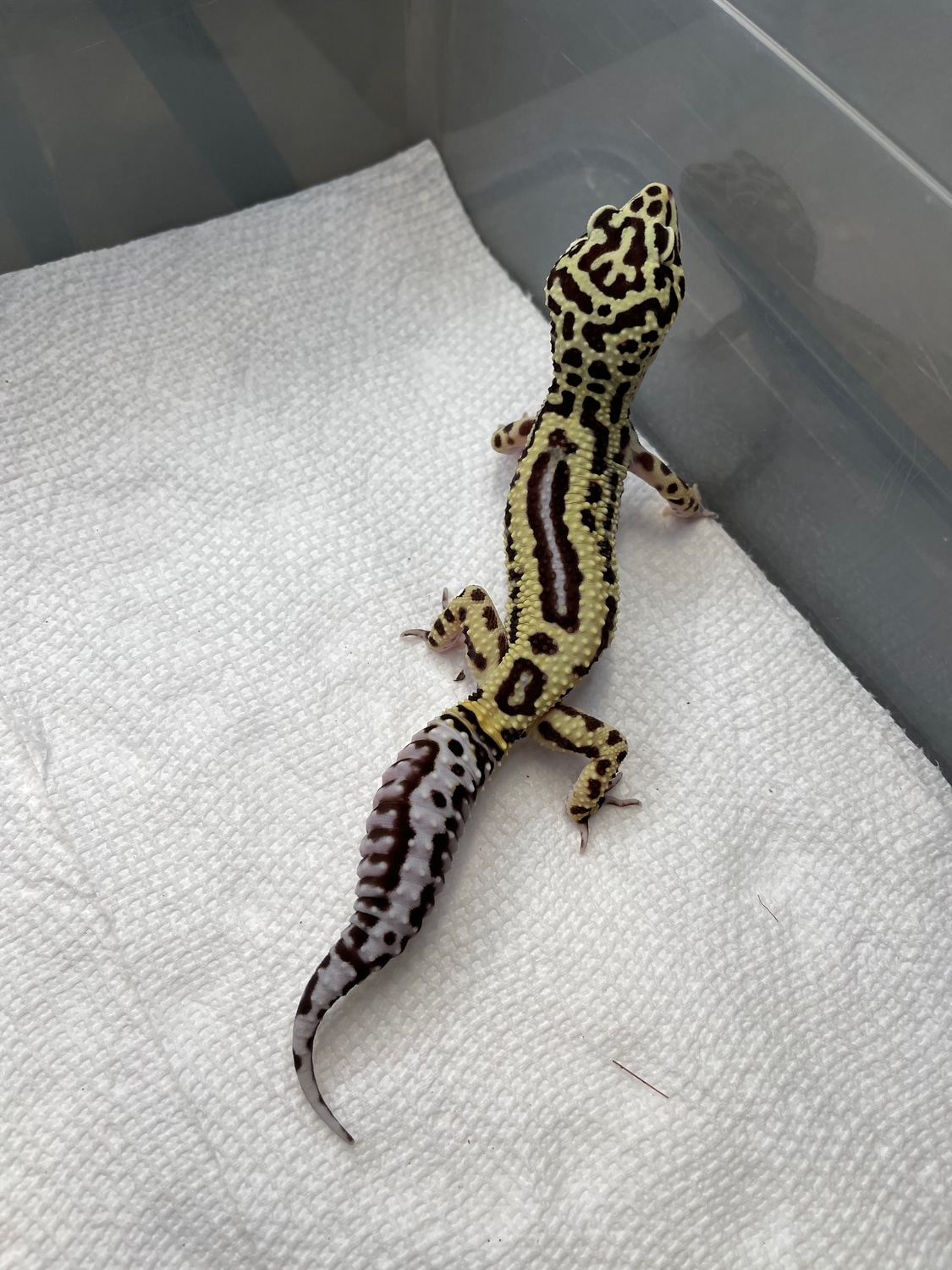 Lavender Bold Stripe Leopard Gecko by Morph Addicts - MorphMarket