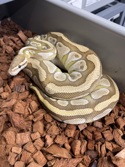 Lesser Het Clown Ball Python by Morph Addicts