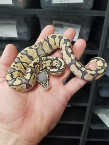 Pastel Hypo Het Pied Ball Python by Morph Addicts