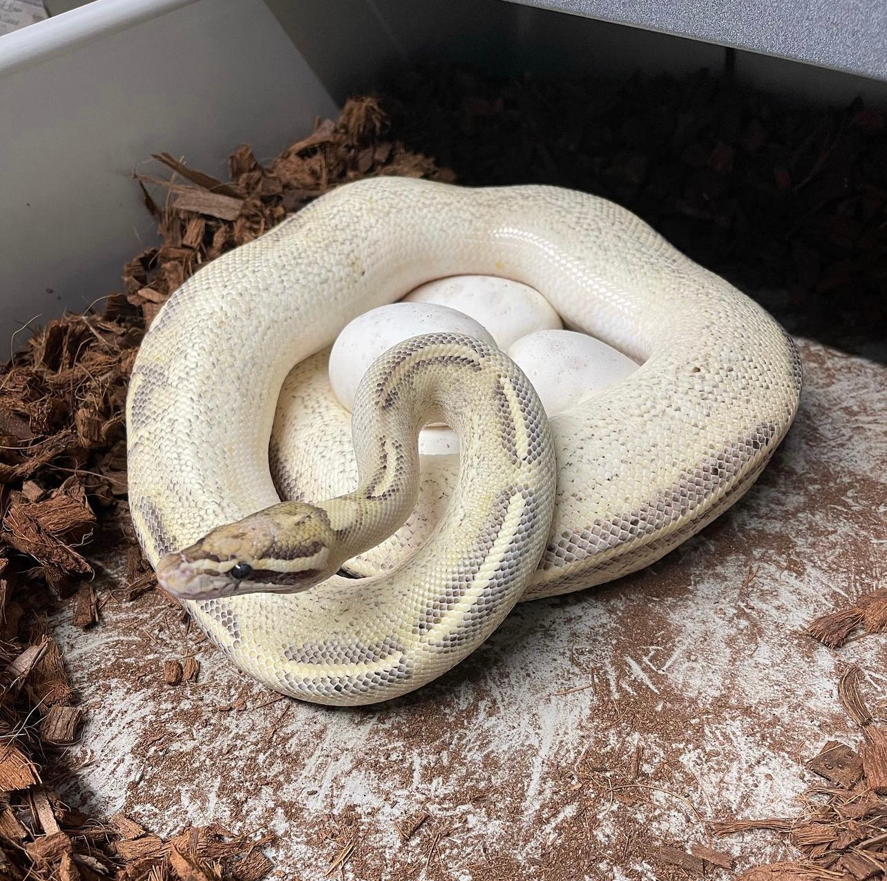 Highway Ball Python by Morph Addicts - MorphMarket