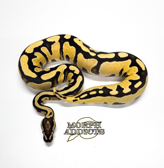 Od Fire Yb Het Clown Pos Het Pied Ball Python by Morph Addicts